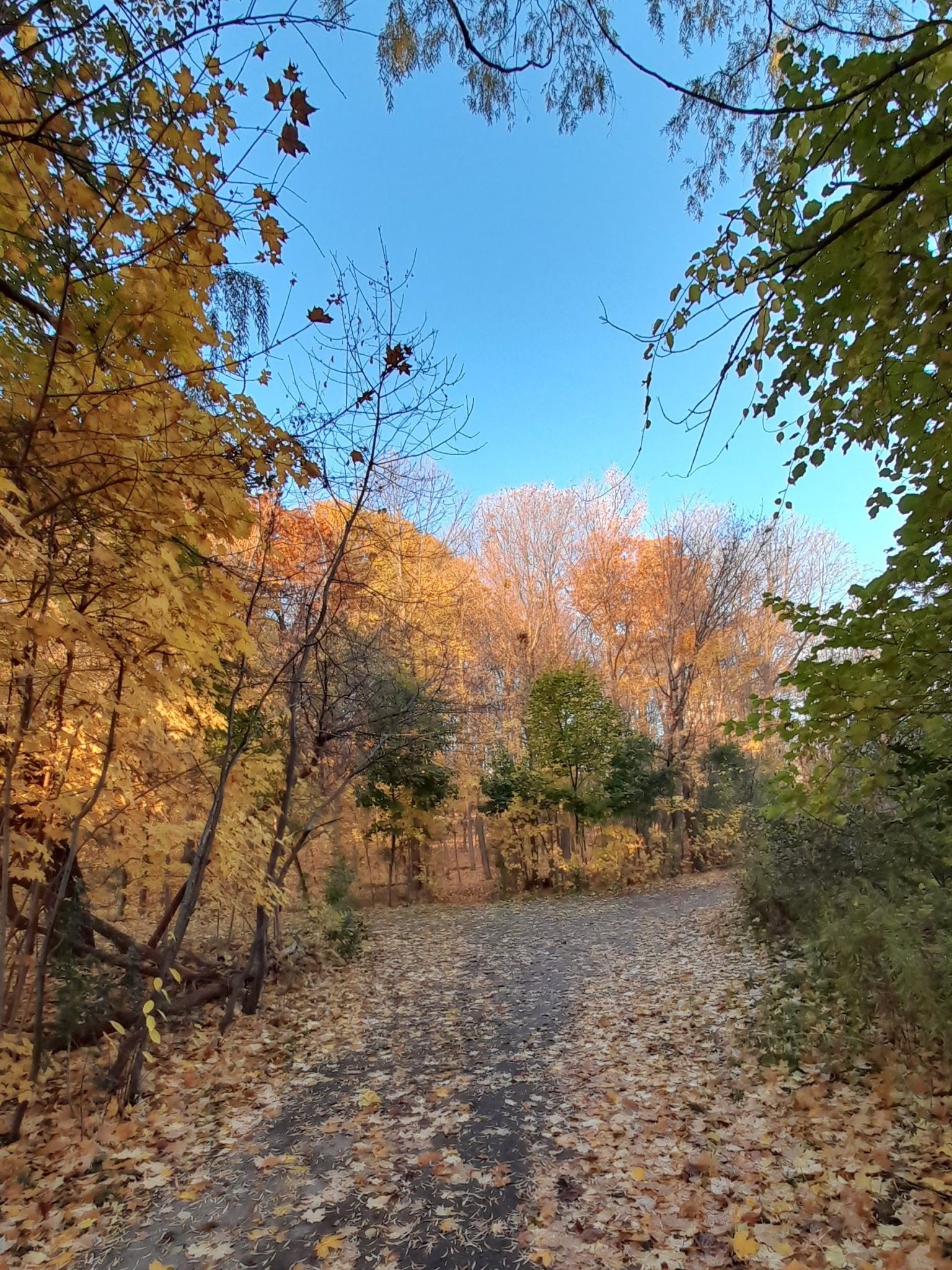 Is Mississauga Worth Visiting? The Ultimate Guide + 25 Things to Do